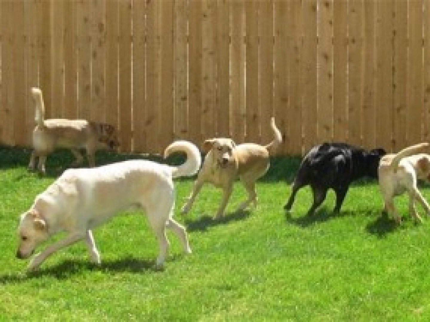 FAQs: Little Paws Pet Resort